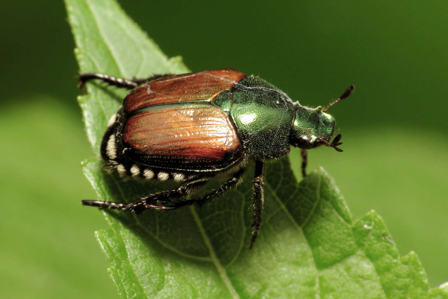 Beetles – Hometown Pest Solutions